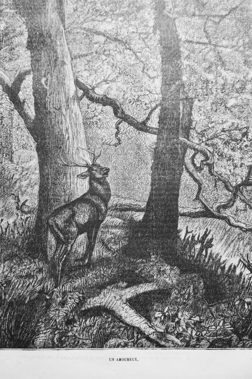 Chasse Illustrée Journal Des Chasseurs Et De La Vie à La Campagne 1877 Les Livres Anciens